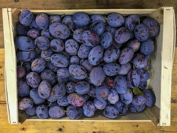 Quetsche — Alsace.Wiki